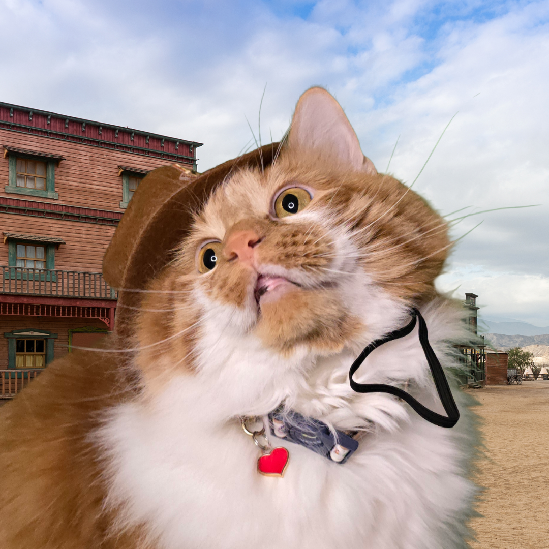 Meowdy Cowboy Cat Hat – The Cowboy Cat Saloon
